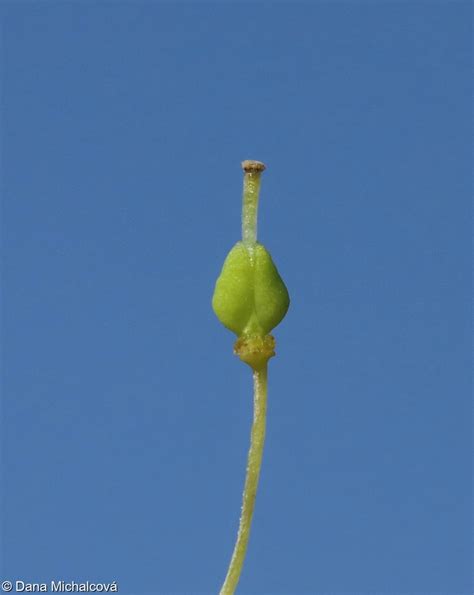 Lepidium Draba • Floraveg Eu