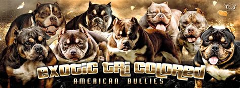 🌈tri Colored Exotic Bullies🌈 Facebook