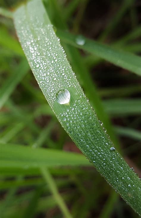 Free Photo Grass Blade Of Grass Dew Dew Drop Morning Dew Wet