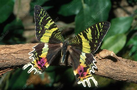 Day Flying Moth Stock Image Z3551754 Science Photo Library