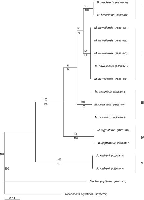 maximum likelihood tree based on ssu rdna sequences of mylonchulus and