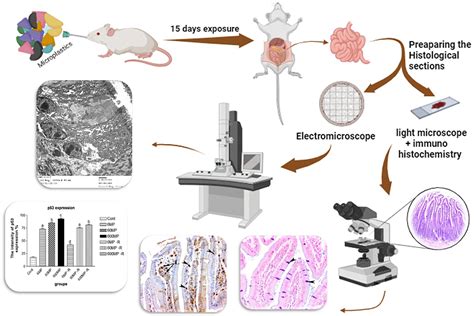 Microscopy Research And Technique Microscopy Journal Wiley Online