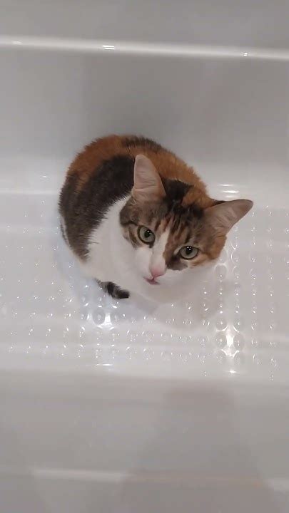 Cat кошка животные Опять в ванную очередь😺😂 Youtube