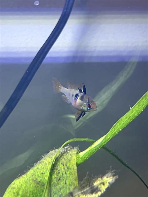 German Blue Ram Sex Rcichlid