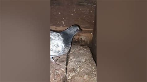 Dhanne Wala Bachcha Kala China Dehradun Youtube