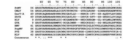 alignment of the amino acid sequences that encompass a putative nucleic