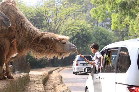 Belajar Dari Insiden Prigen Pengunjung Tsi Dilarang Berhentikan Kendaraan Saat Safari Journey