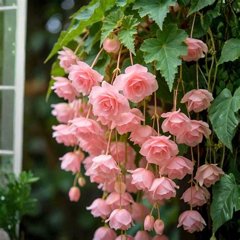 25 Light Pink Weeping Begonia Seeds Cascading Ornamental Flower For