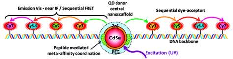 A Schematics Of Dnapeptide Sequences And Peptide Dna Chemoselective Download Scientific