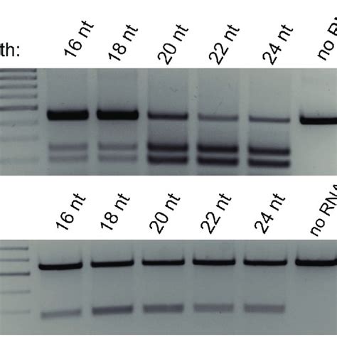 Cas12a And Cas12e Belong To Class Ii Type V Crispr Cas Effectors Download Scientific Diagram