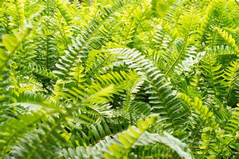 Kapraď Samec ČeskÉstavbycz