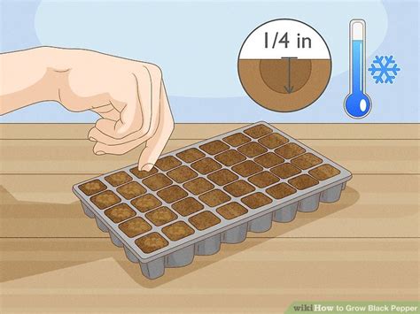 How To Grow Black Pepper With Pictures Wikihow