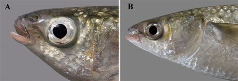 Detailed Photographs Of The Head Of Fresh Specimens Of Chelon Persicus