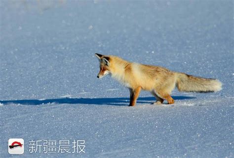 狐狸「跳雪」見過沒？騰空躍起一米高，一頭扎進雪地 每日頭條