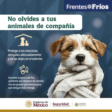 Coordinación Nacional De Protección Civil Cuida A Tus Mascotas 🐾🐶🐷 Si