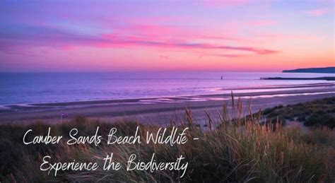 Camber Sands Beach Wildlife Experience The Biodiversity