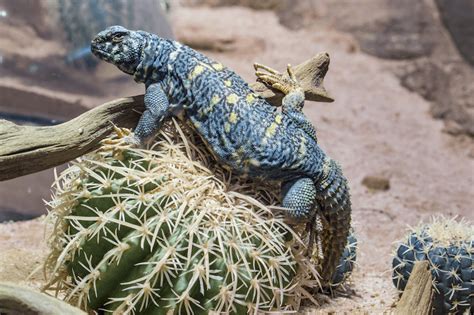 Uromastyx Care Sheet Size Tank Setup Diet And Overview More Reptiles