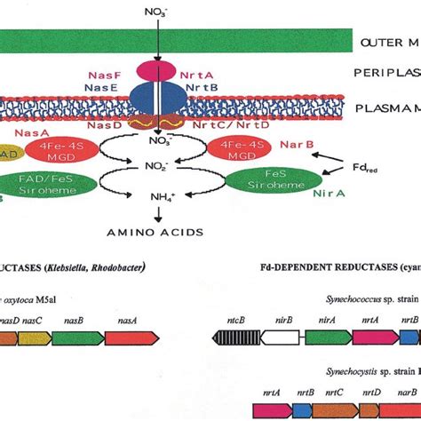 Nitrate Assimilation And Comparison Of The Organization Of The Nitrate