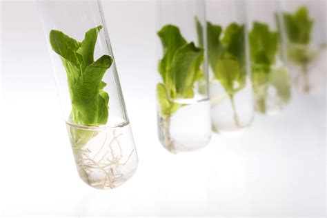 Sciences électronique Et Informatique Quel Campus