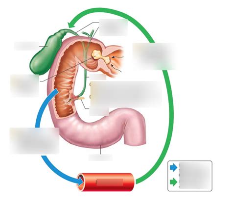 Diagram Of Cck 2 Quizlet