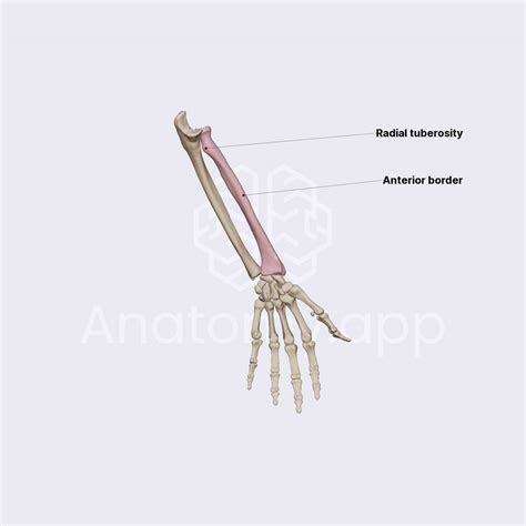 Radius Skeleton Of The Upper Limb Upper Extremity Anatomyapp Learn Anatomy 3d Models