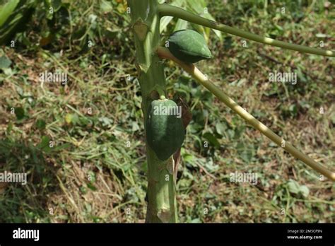 Side View Of A Small Papaya Tree Carica Papaya Stem With Two Immature
