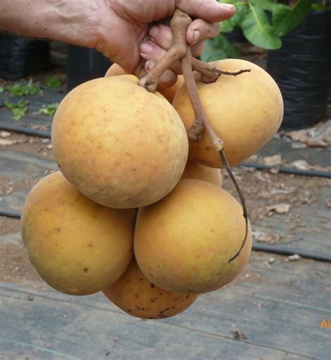 How Does Santol Grow Santol Ykhu