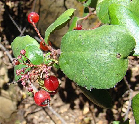 Ribes Viburnifolium Catalina Currant Catalina Perfume Evergreen