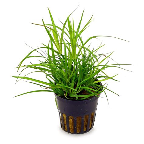 Juncus Repens Natureaquaticsnepal