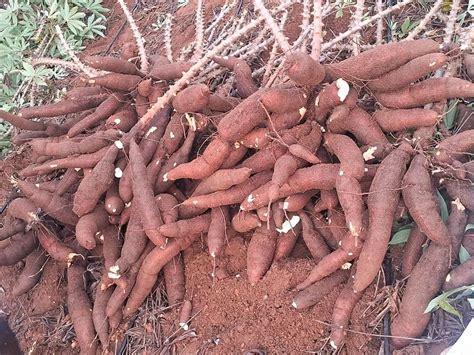 Radish A Grade Fresh Cassava Root Packaging Type Gunny Bag Packaging Size 50 Kg At ₹ 30 Kg