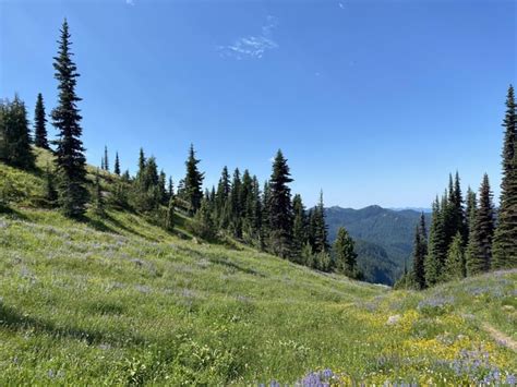 Sequioa Sempervirens Somewhere In Prairie Creek Redwoods State Park Ca Hiking
