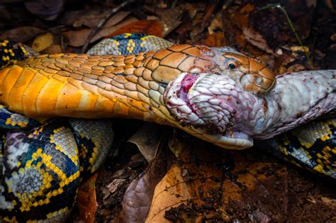 King Cobra Devours Python After 7 Hour Showdown In Mandai Battle