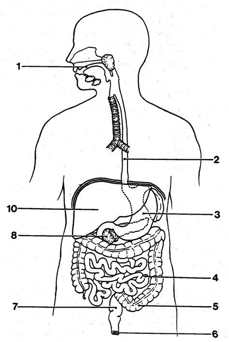 Digestive System Drawing At Explore Collection Of
