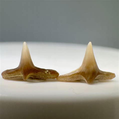 Squatina Lericheii Fossil Angel Shark Teeth Kern Co Bakersfield