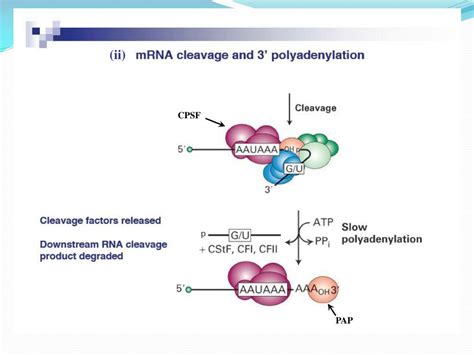 Ppt Rna Processing Eukaryotes Powerpoint Presentation Free Download