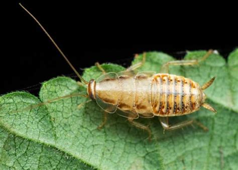 How Long Do Cockroaches Live 4 Types Lifespan Life Cycle The Buginator