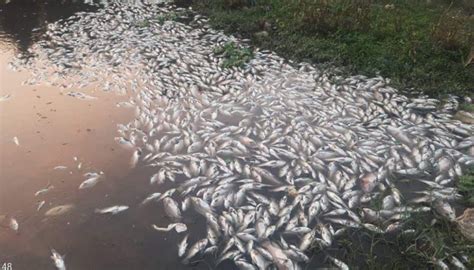 Pune Thousands Of Fish Found Dead In Mula Mutha River Due To Pollution
