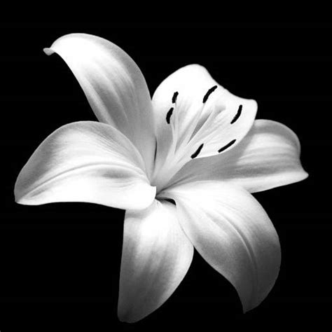Black And White Lily Pictures A Black And White Outline Drawing Of A