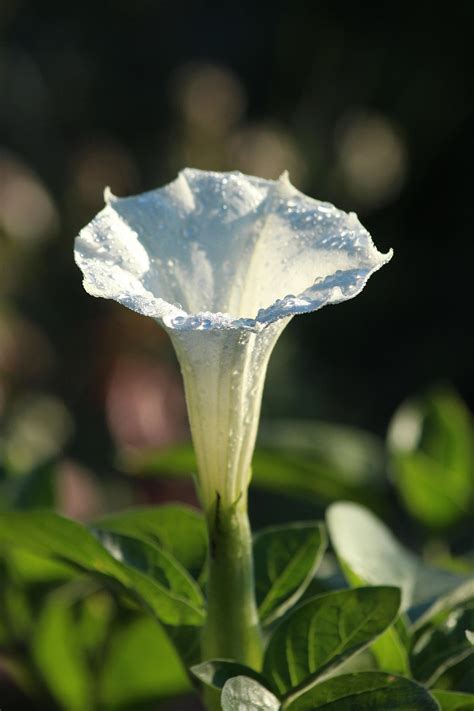 Jimson Weed Flower