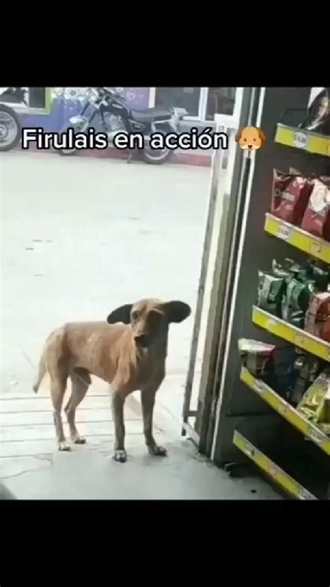 El Firulais Sigiloso Chistes De Perros Videos Chistosos De Perros