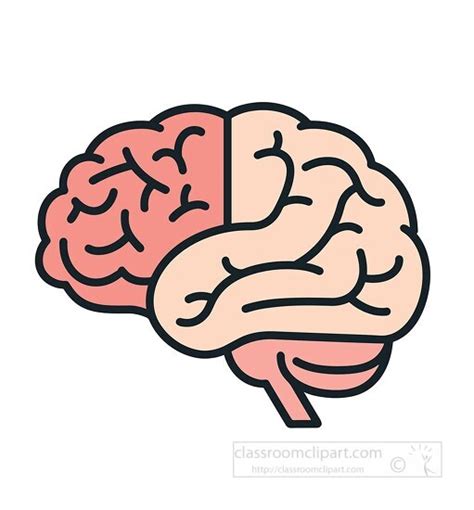 Anatomy Clipart Side View Of Human Brain Icon