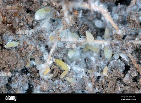 Sugar Beet Root Aphid Beet Root Aphid Pemphigus Fuscicornis A