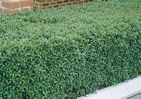 Tiny Trev Syzygium Australe Select Form Shrub By Plant Native
