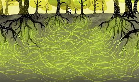 Tree Root Networks
