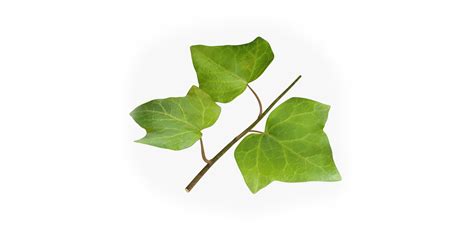 Ivy Leaf Superhive Formerly Blender Market