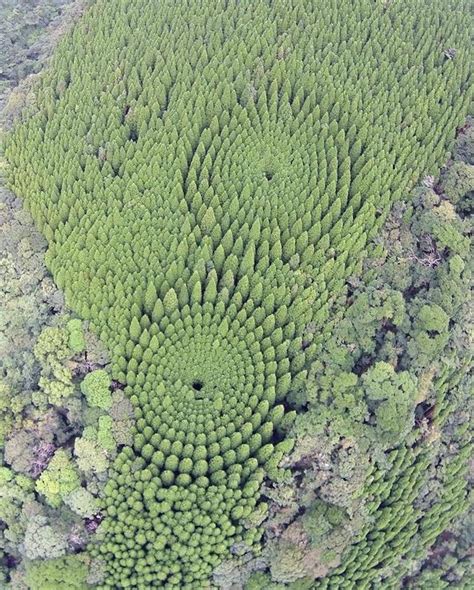 This Mysterious Crop Circle Forest In Japan Is The Result Of A 50 Year Old Experiment
