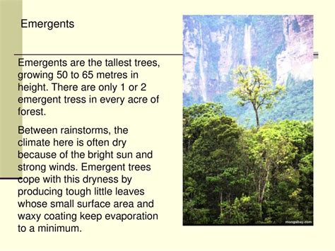 Emergent Trees Emergent Trees