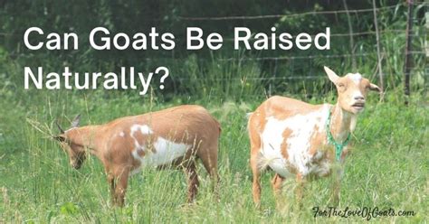 Can Goats Be Raised Naturally