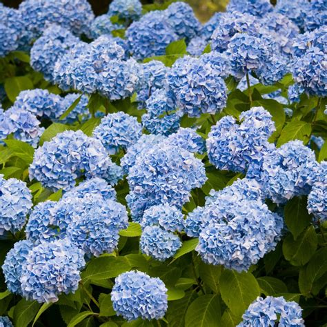 Hydrangea Perennial Flower 10 Pcs Seeds
