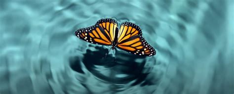 The Butterfly Effect Just Keep Flapping